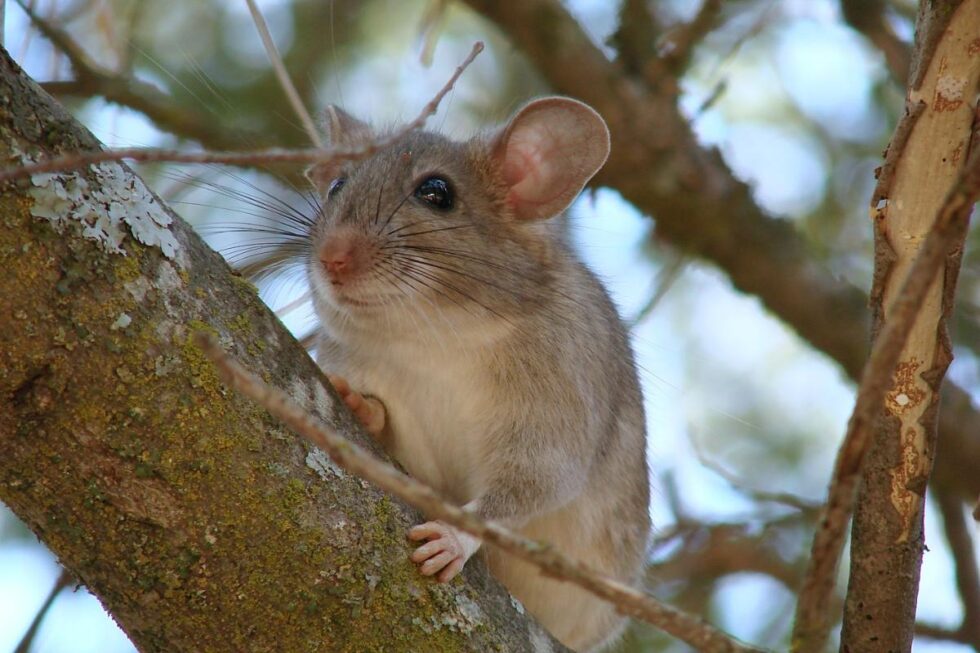 Woodrats: Nature's Ingenious Architects - The Neal Taylor Nature Center ...