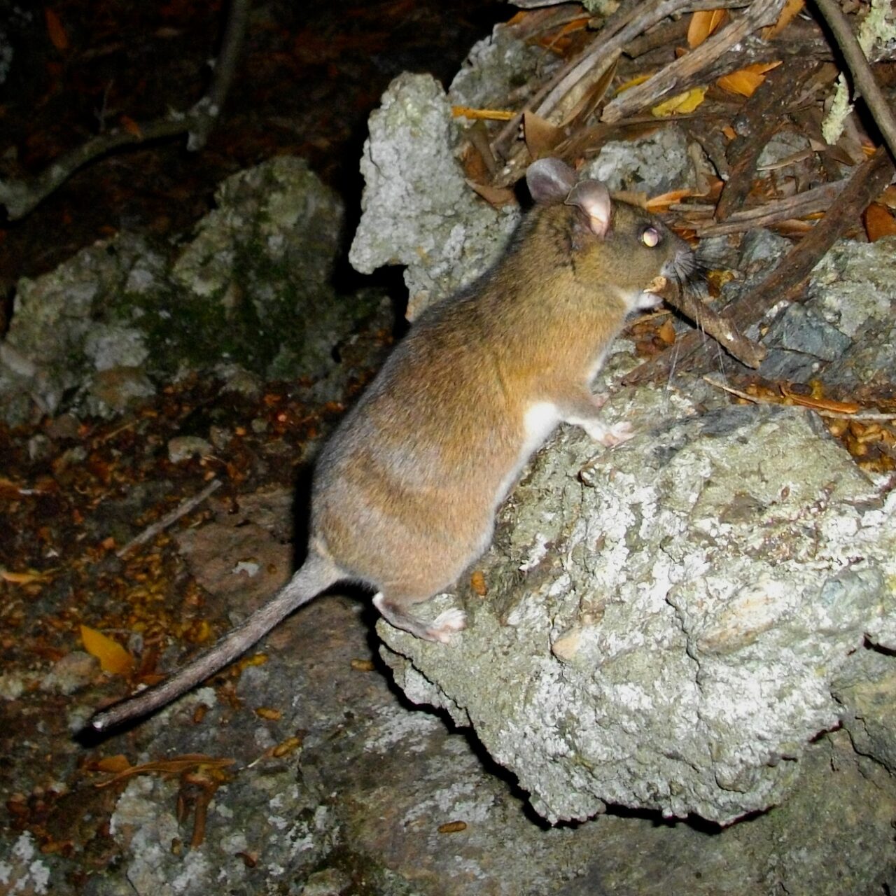 Woodrats: Nature's Ingenious Architects - The Neal Taylor Nature Center ...