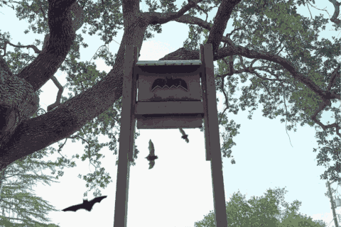 Bat Boxes: How to Install, Where to Place, and Best Practices - The ...